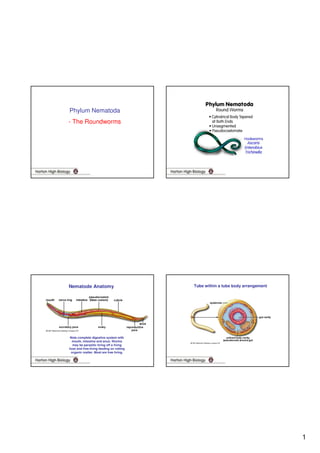 nematoda.pdf