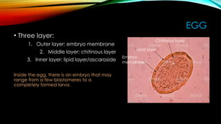 nematoda roundworms, threadworms or pinworms .pptx