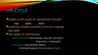 nematoda roundworms, threadworms or pinworms .pptx