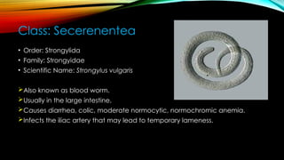 nematoda roundworms, threadworms or pinworms .pptx
