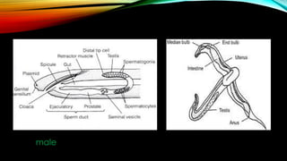 nematoda roundworms, threadworms or pinworms .pptx
