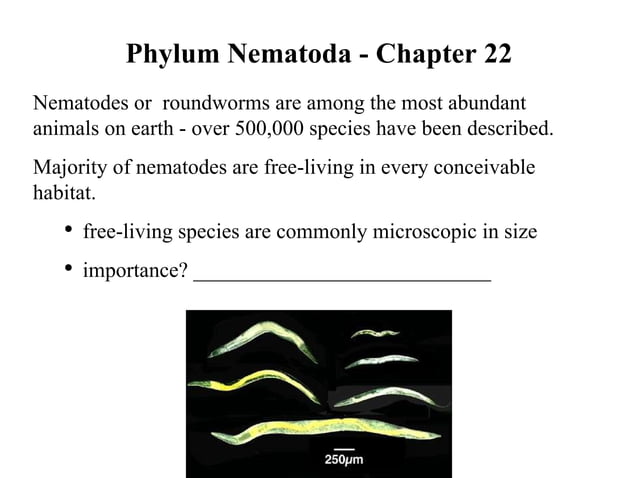 Nematoda Ascarids | PPT | Digestive Disorders | Diseases and Conditions