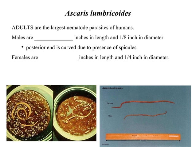 Nematoda Ascarids | PPT