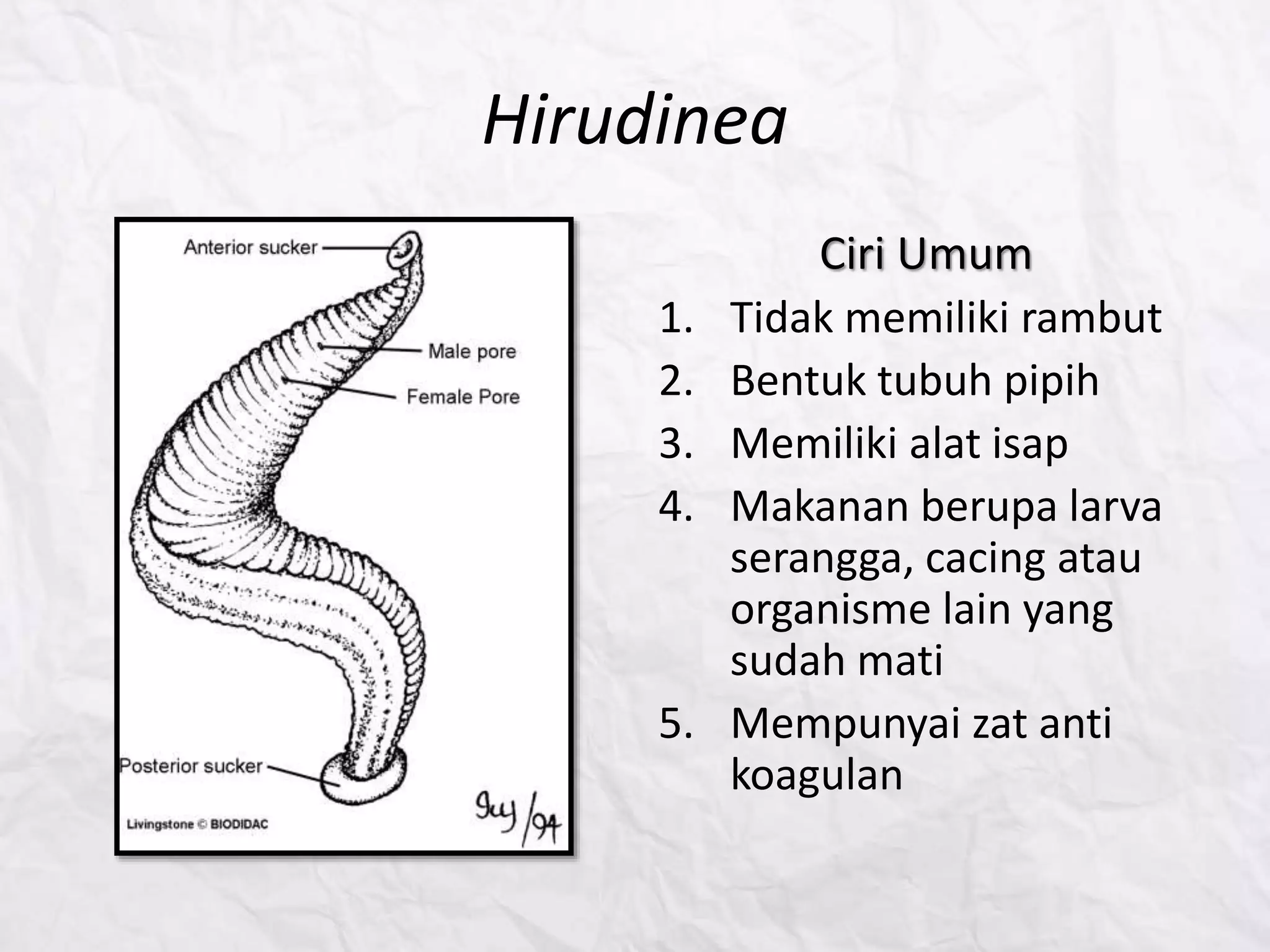 Nematoda dan annelida | PPTX