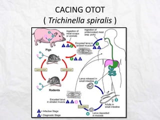 Nematoda dan annelida | PPTX