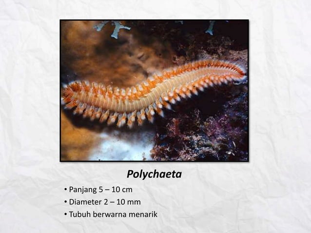 Nematoda dan annelida | PPTX