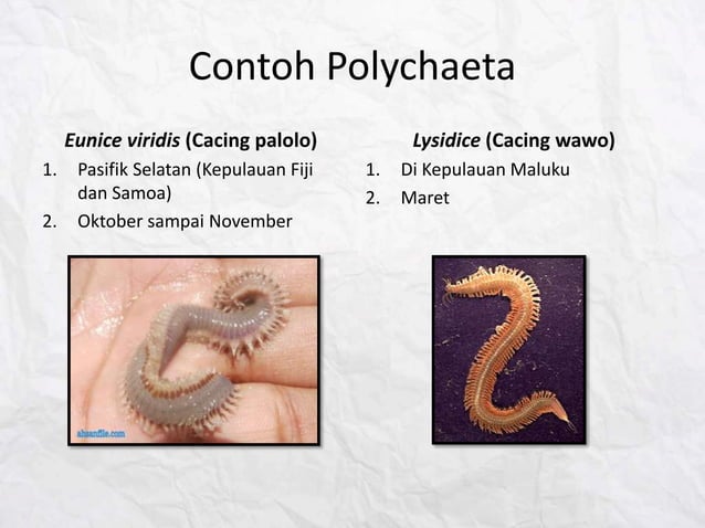 Nematoda dan annelida | PPTX