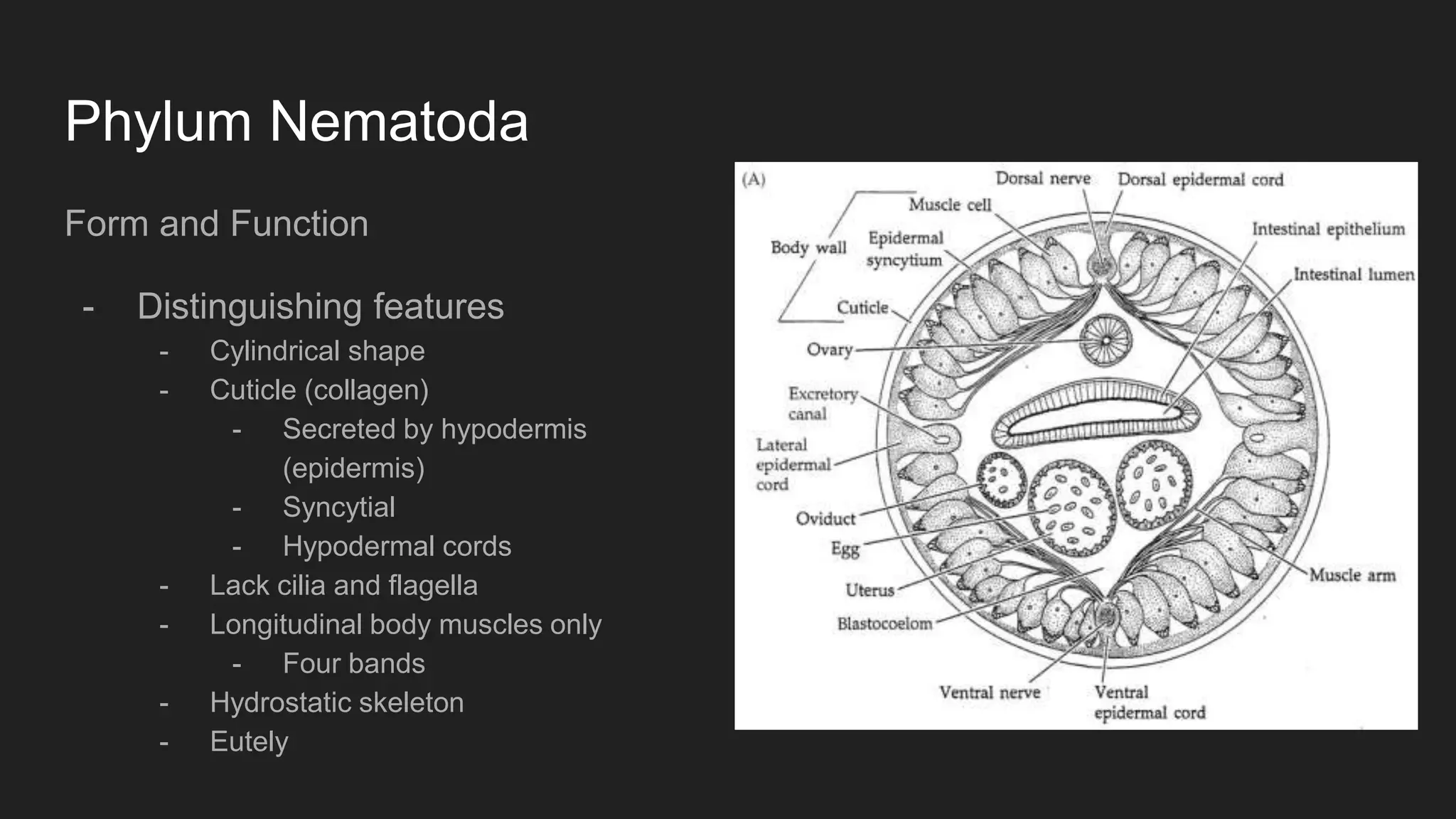 Nematoda, nematomorpha, tardigrada | PPTX