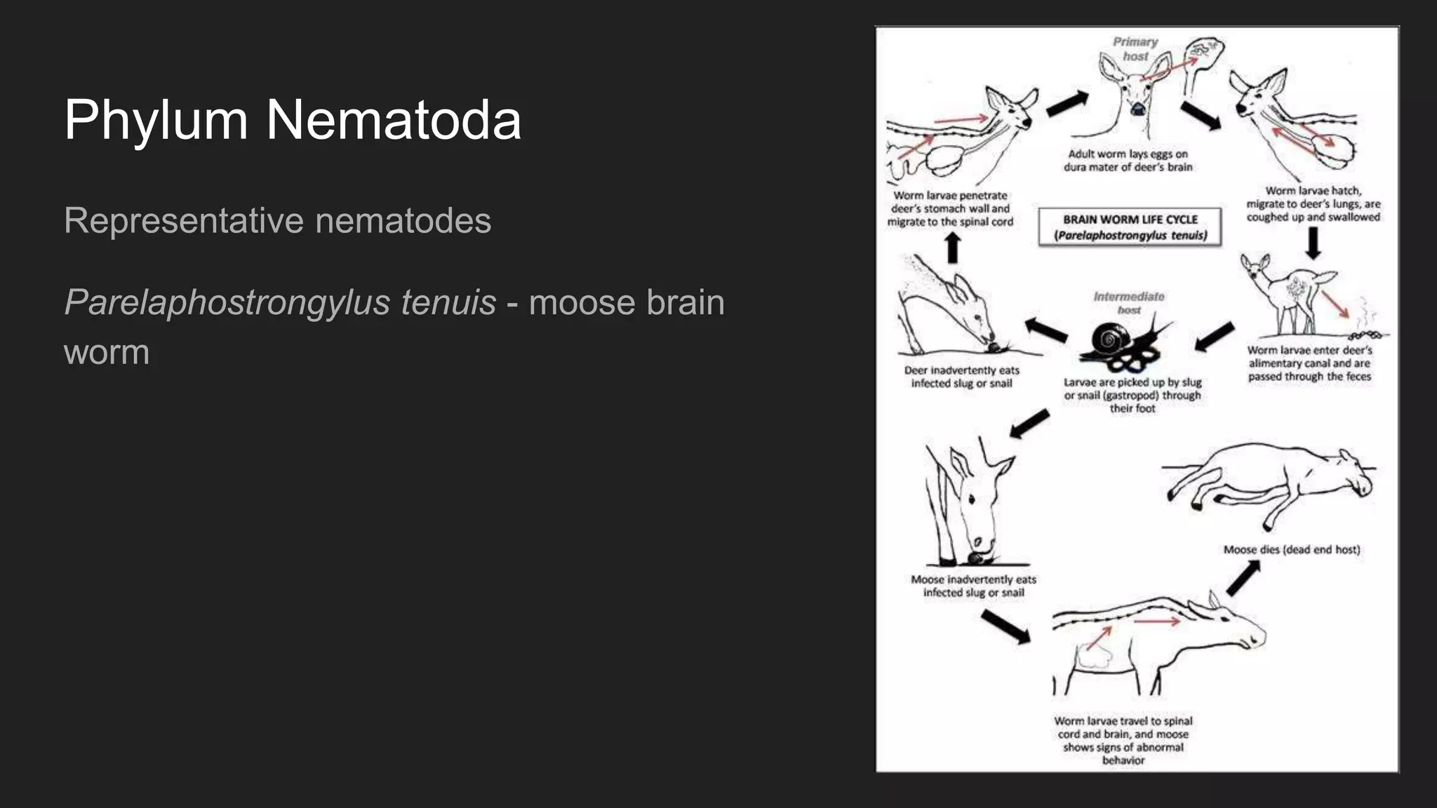 Nematoda, nematomorpha, tardigrada | PPTX