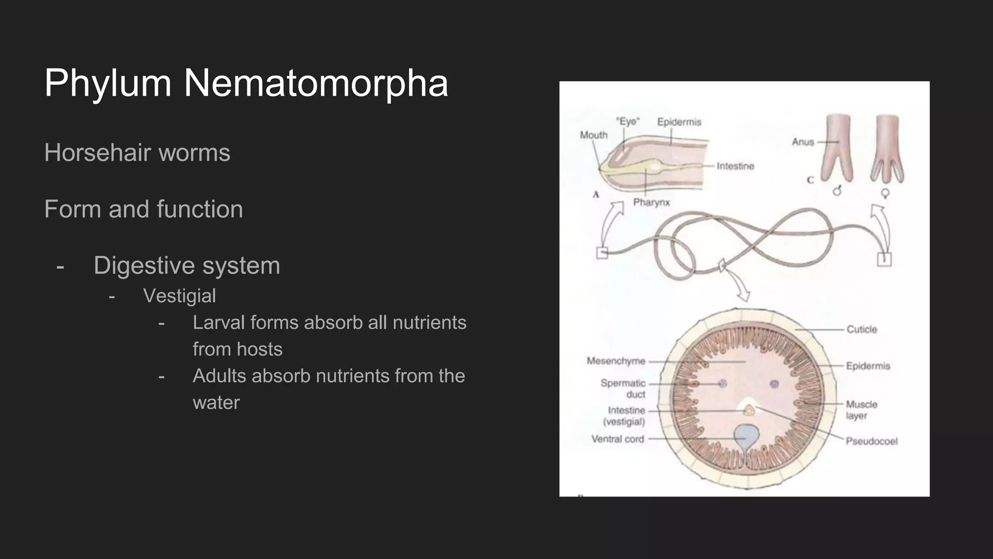 Nematoda, nematomorpha, tardigrada | PPTX