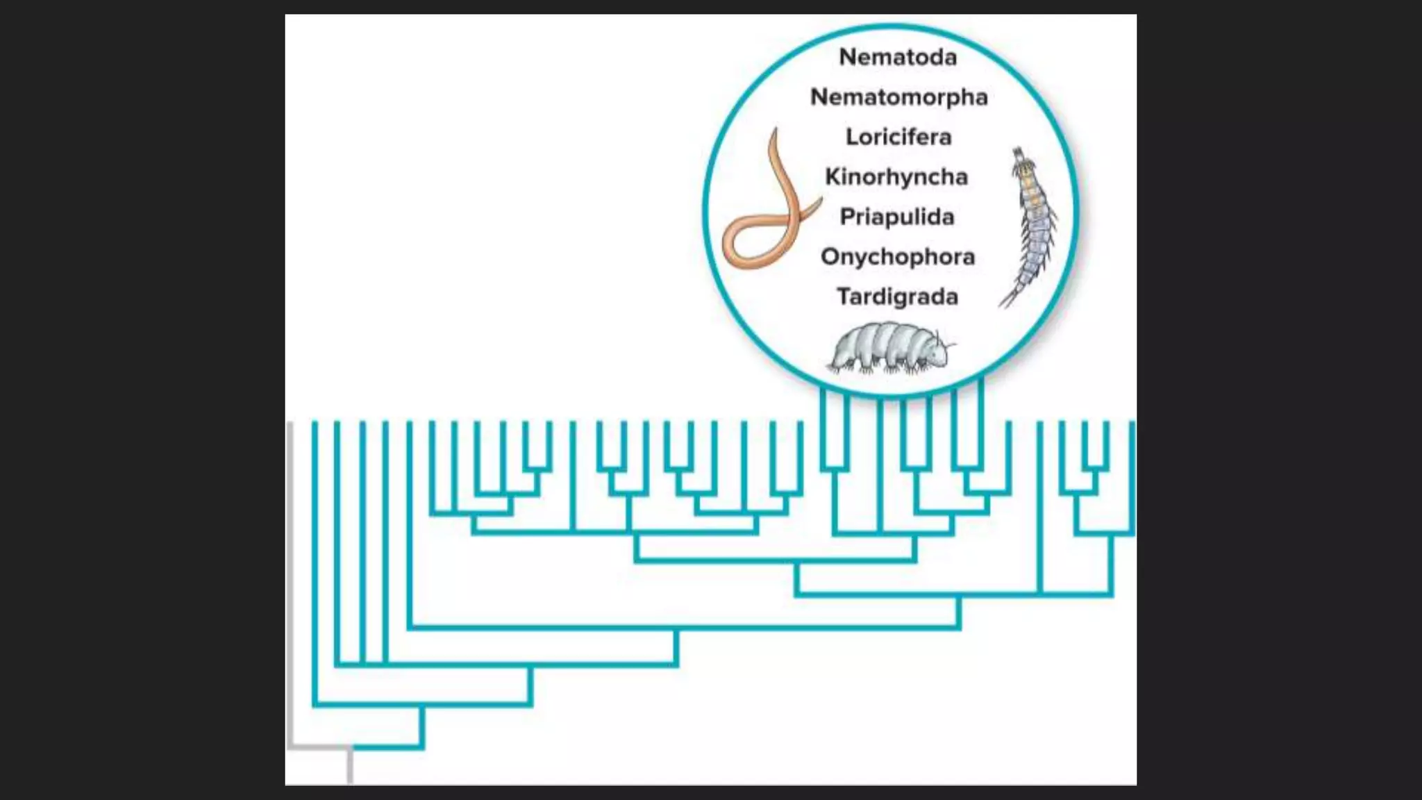 Nematoda, nematomorpha, tardigrada | PPTX