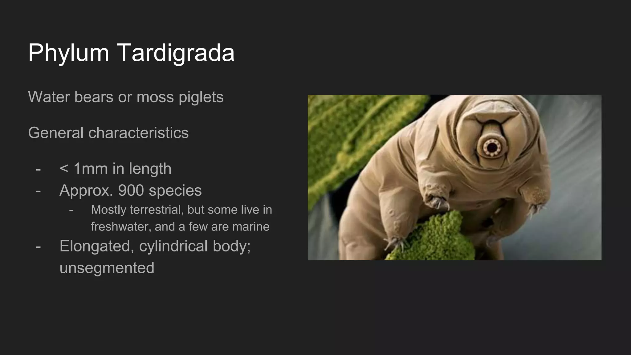 Nematoda, nematomorpha, tardigrada | PPTX