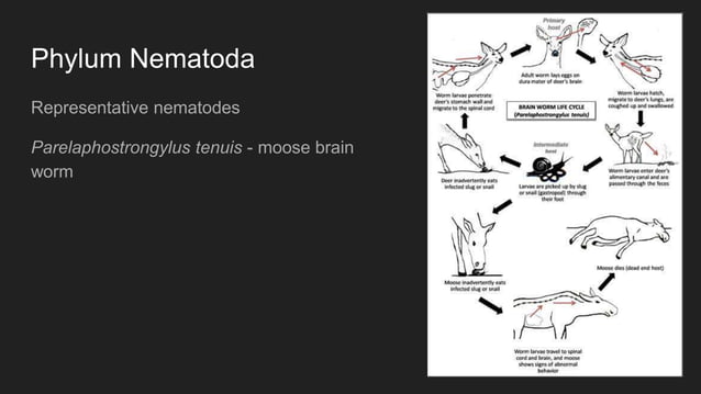 Nematoda, nematomorpha, tardigrada | PPT