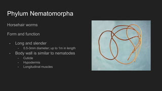 Nematoda, nematomorpha, tardigrada | PPTX