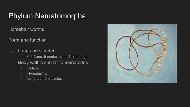 Nematoda, nematomorpha, tardigrada | PPT
