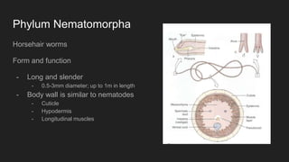 Nematoda, nematomorpha, tardigrada | PPT