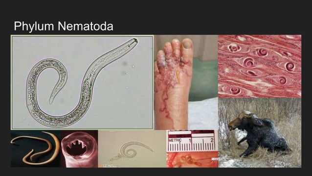 Nematoda, nematomorpha, tardigrada | PPT