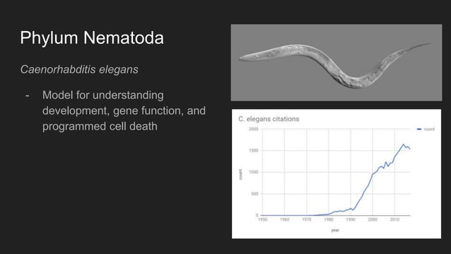 Nematoda, nematomorpha, tardigrada | PPT