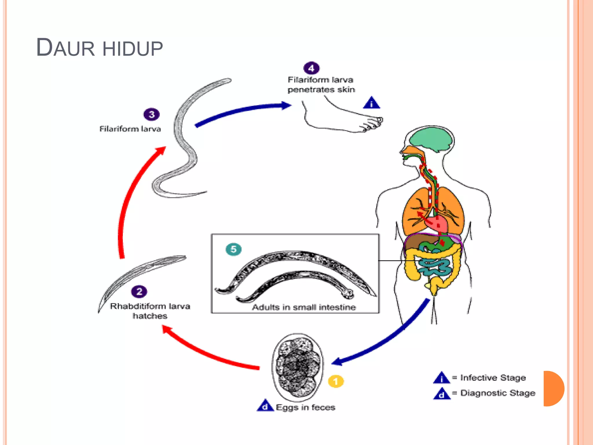 Nematoda parasit usus 2 | PPTX