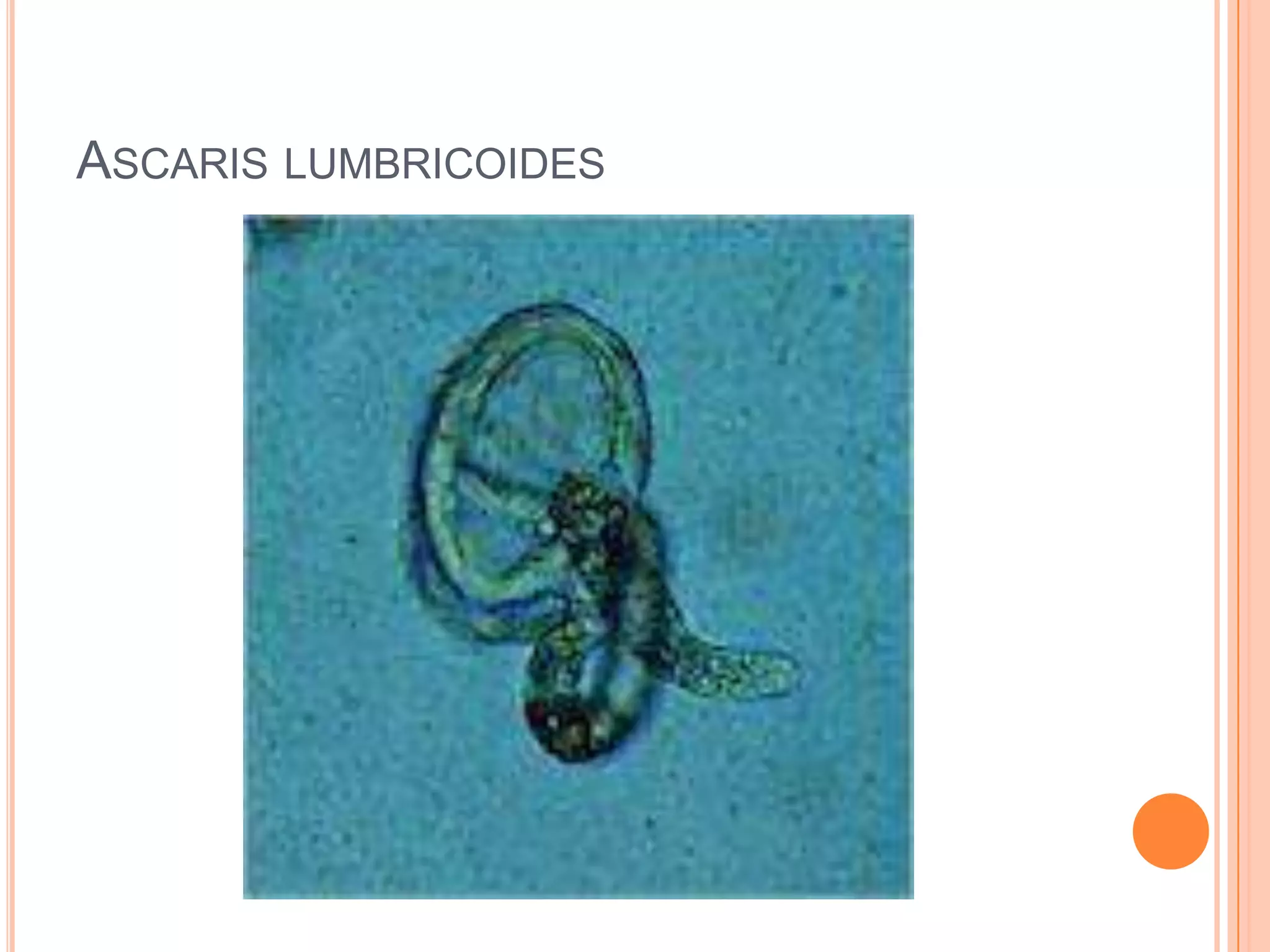 Nematoda parasit usus 2 | PPTX