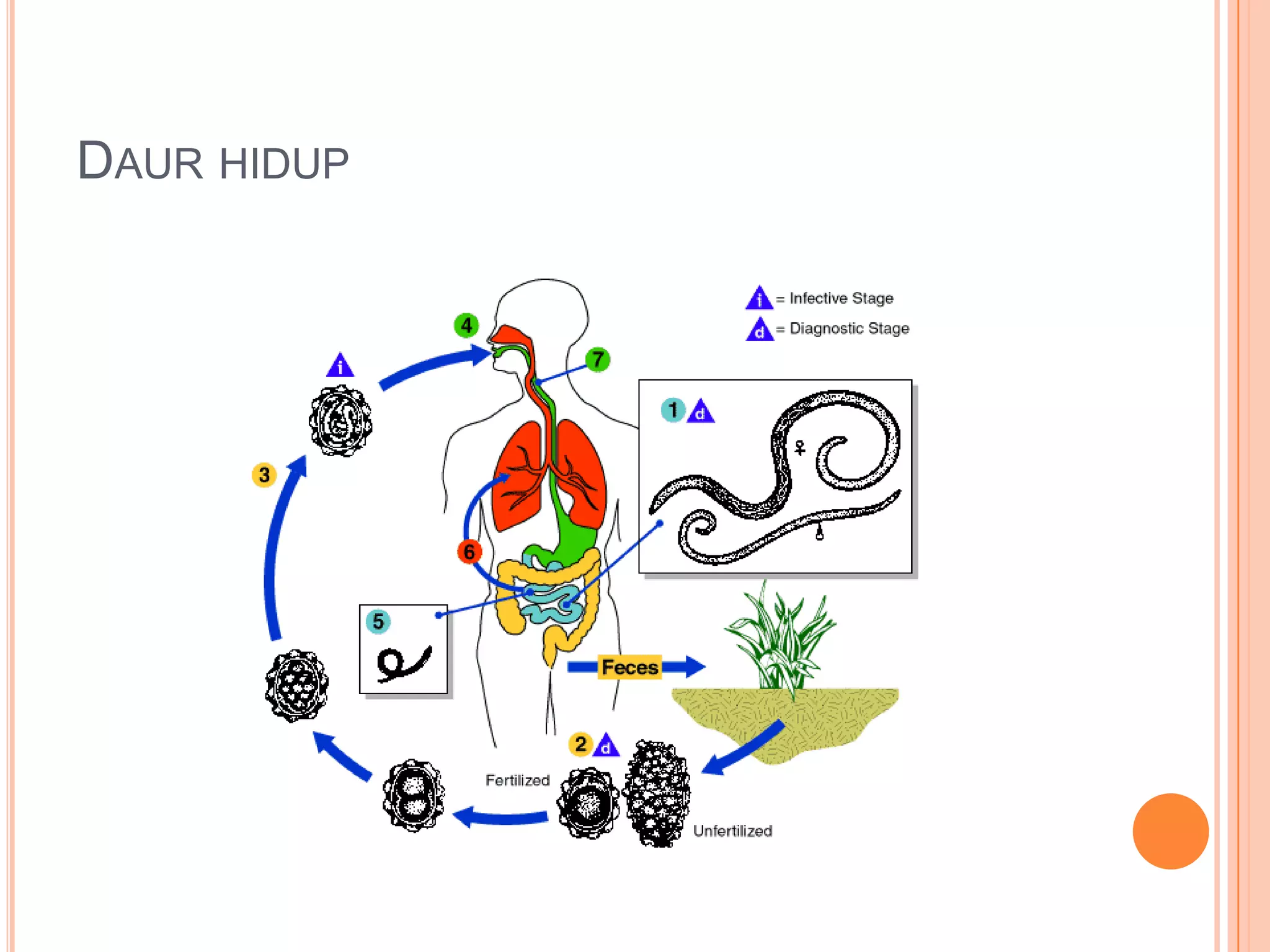Nematoda parasit usus 2 | PPTX