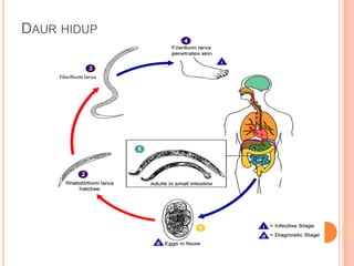 Nematoda parasit usus 2 | PPTX