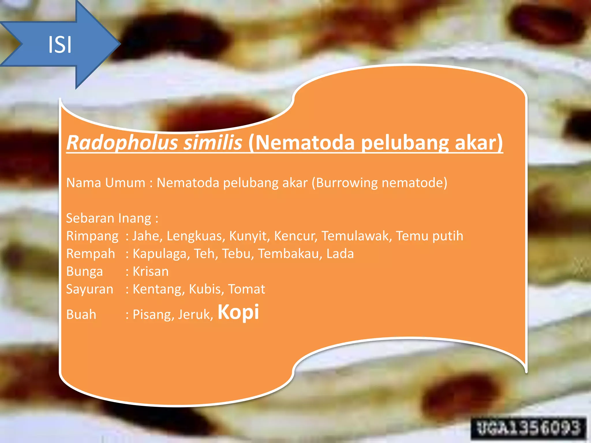 Nematoda pelubang akar (Radopholus similis) | PPSX