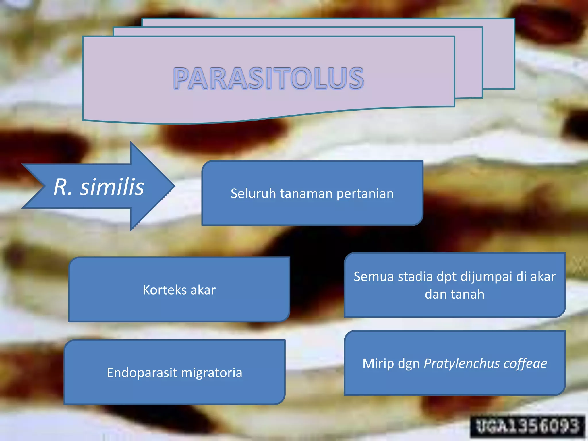 Nematoda pelubang akar (Radopholus similis) | PPSX