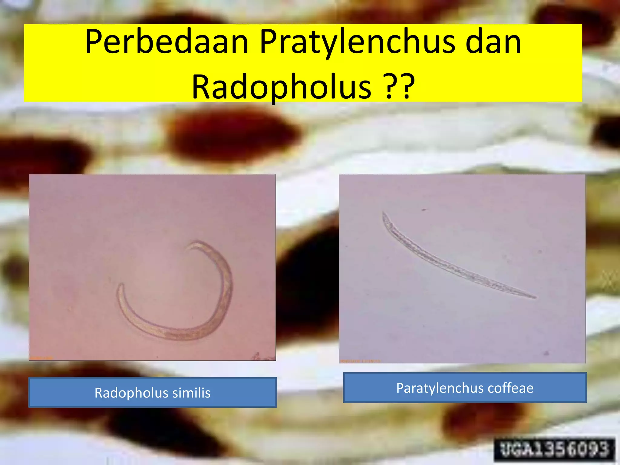 Nematoda pelubang akar (Radopholus similis) | PPSX