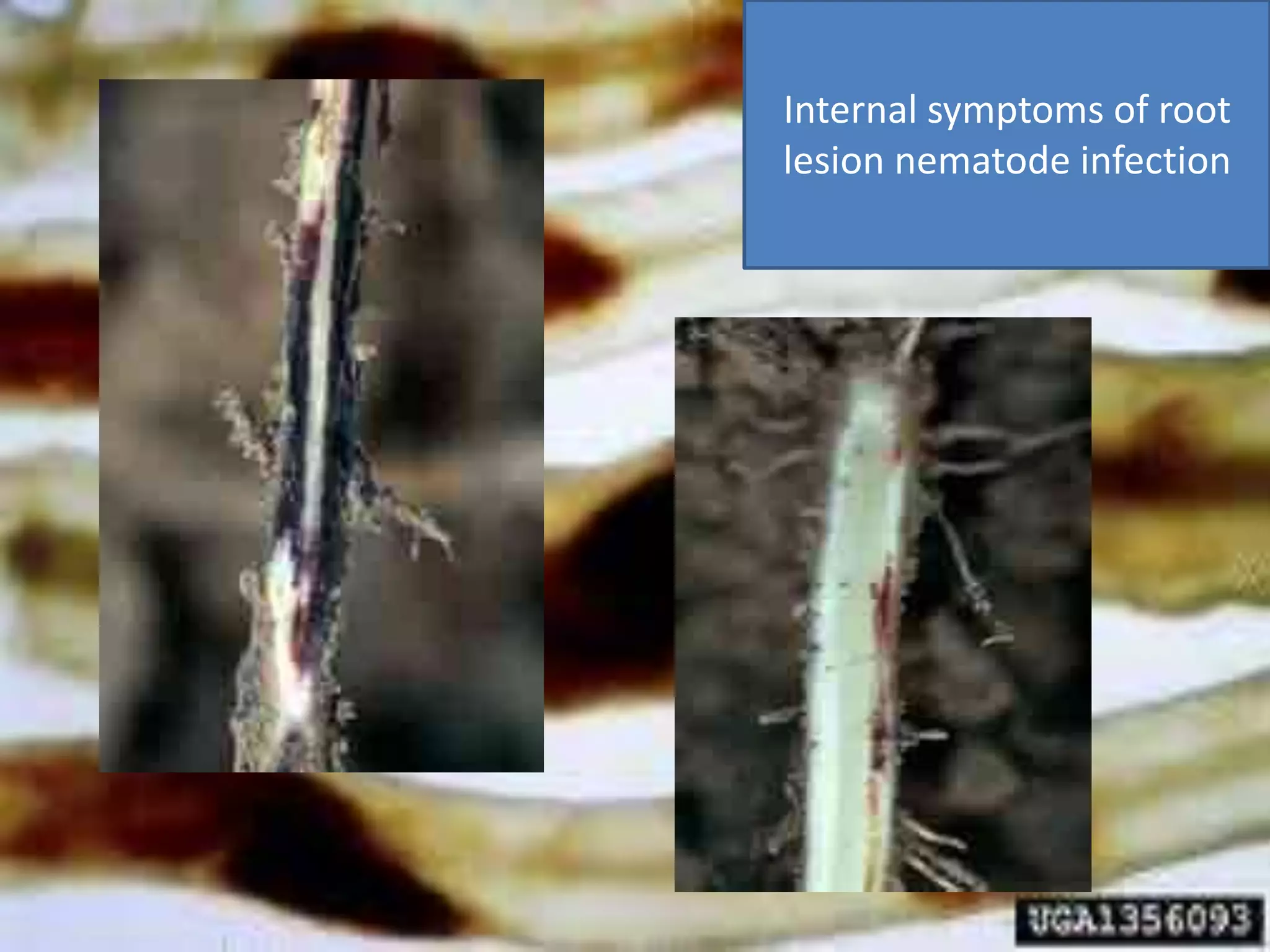 Nematoda pelubang akar (Radopholus similis) | PPSX