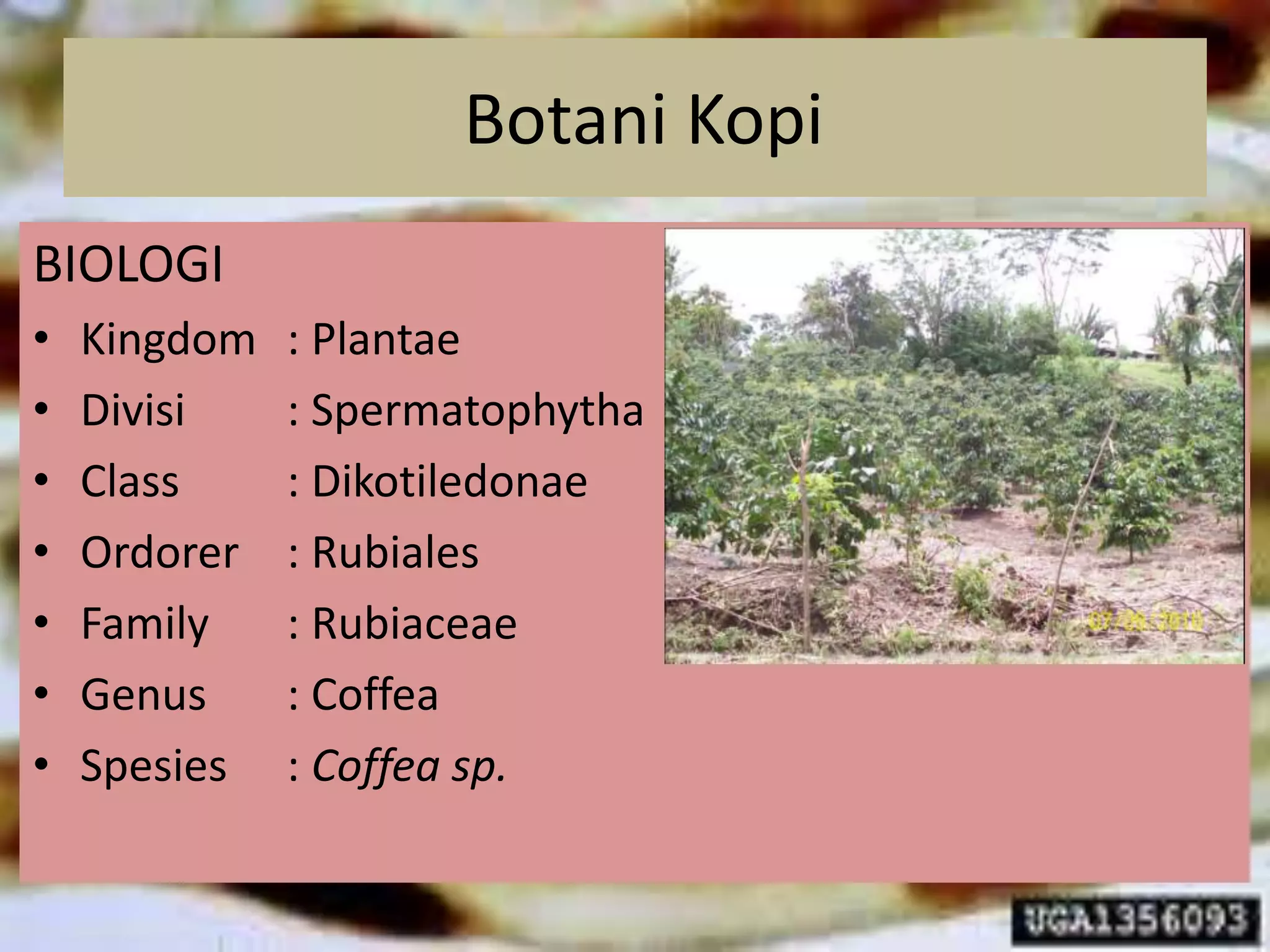 Nematoda pelubang akar (Radopholus similis) | PPSX