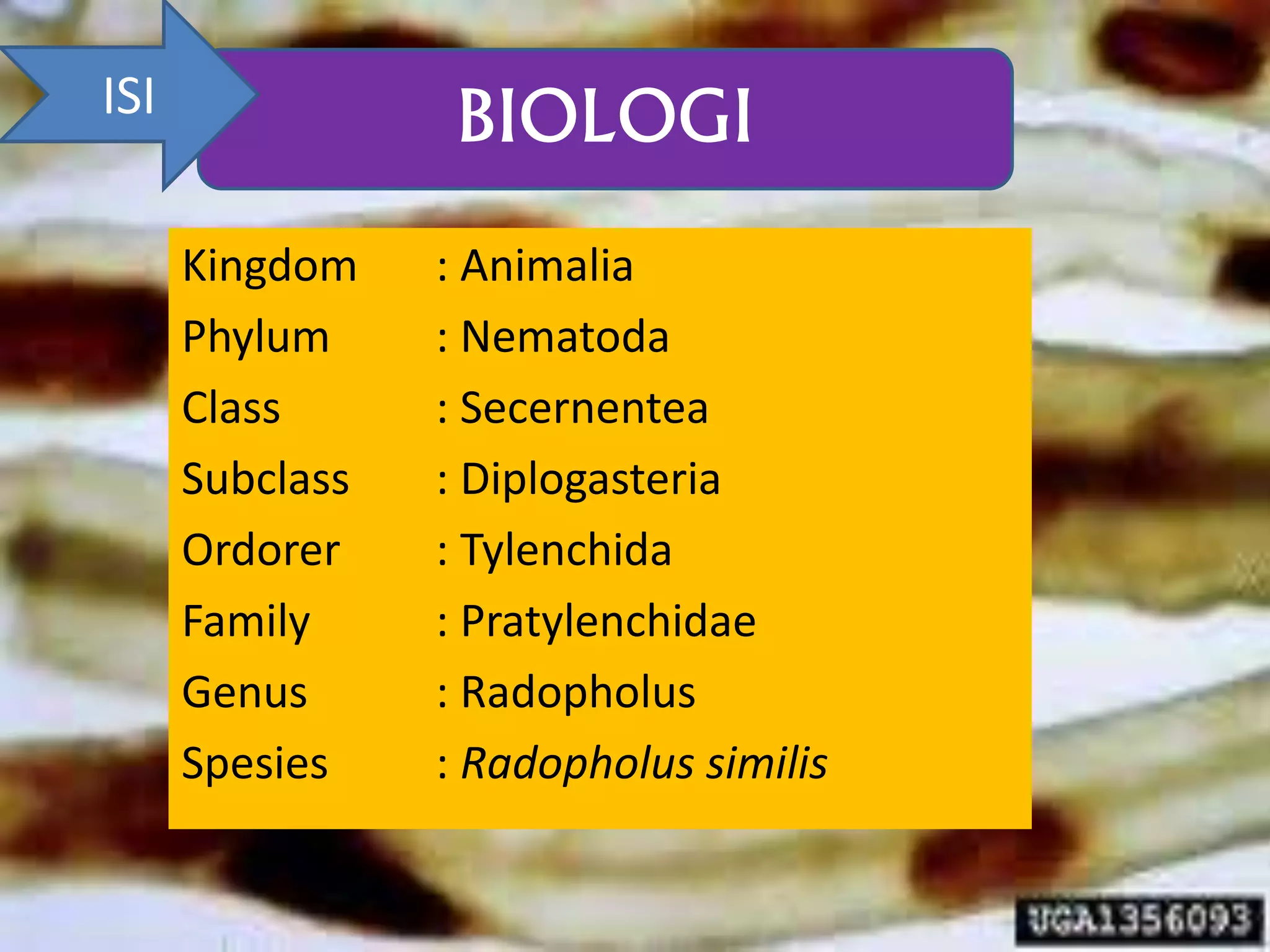 Nematoda pelubang akar (Radopholus similis) | PPSX
