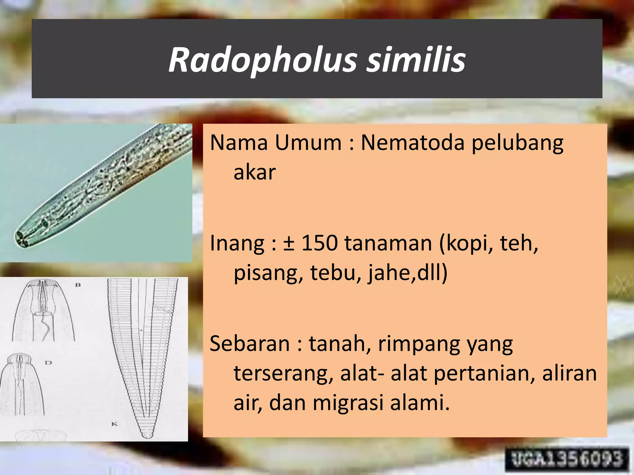 Nematoda pelubang akar (Radopholus similis) | PPSX