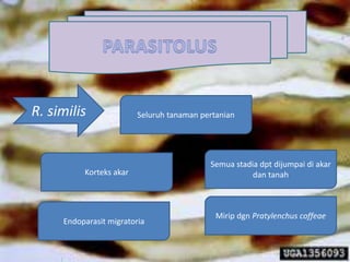 Nematoda pelubang akar (Radopholus similis) | PPSX