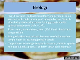 Nematoda pelubang akar (Radopholus similis) | PPSX