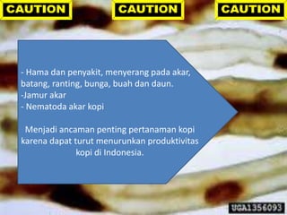 Nematoda pelubang akar (Radopholus similis) | PPSX