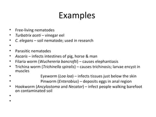 Nematoda vs annelida | PPT