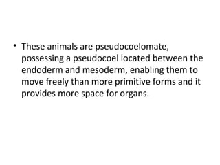 Nematoda vs annelida | PPT