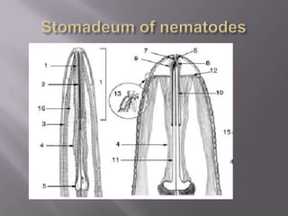 Stomodaeum of a nematode | PPT