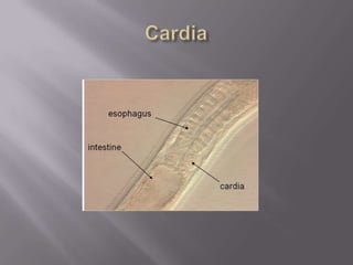 Stomodaeum of a nematode | PPT