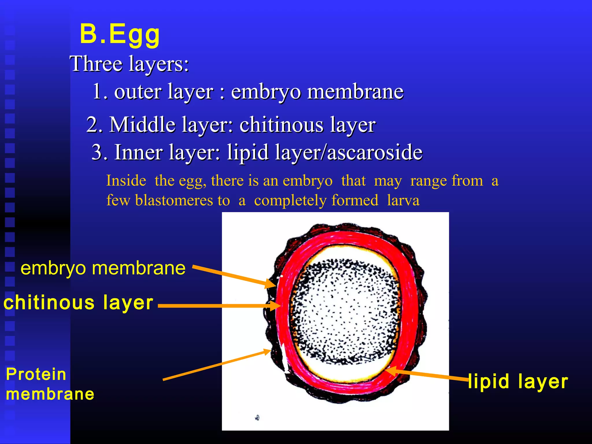 Nematode | PPT