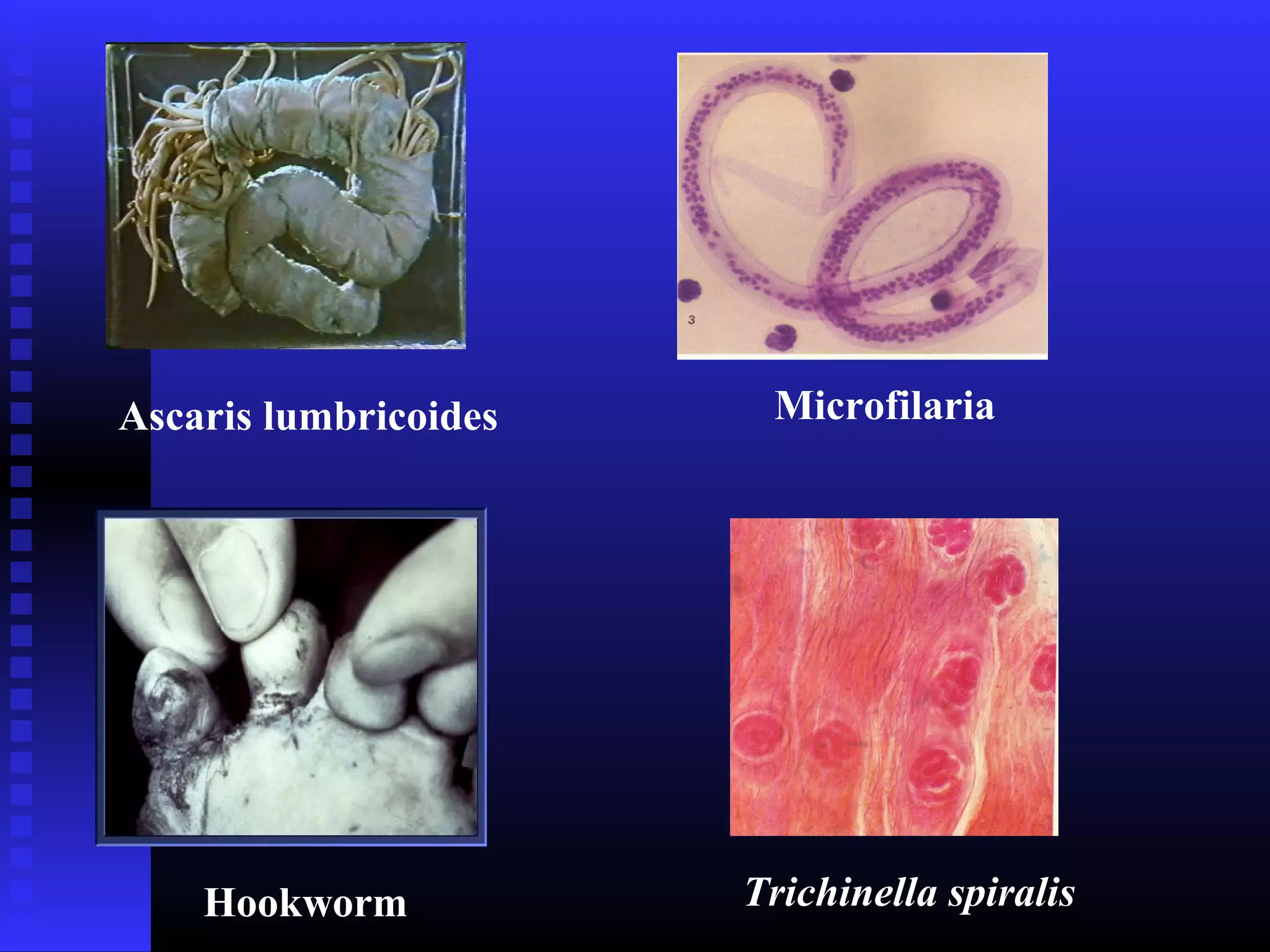 Nematode | PPT