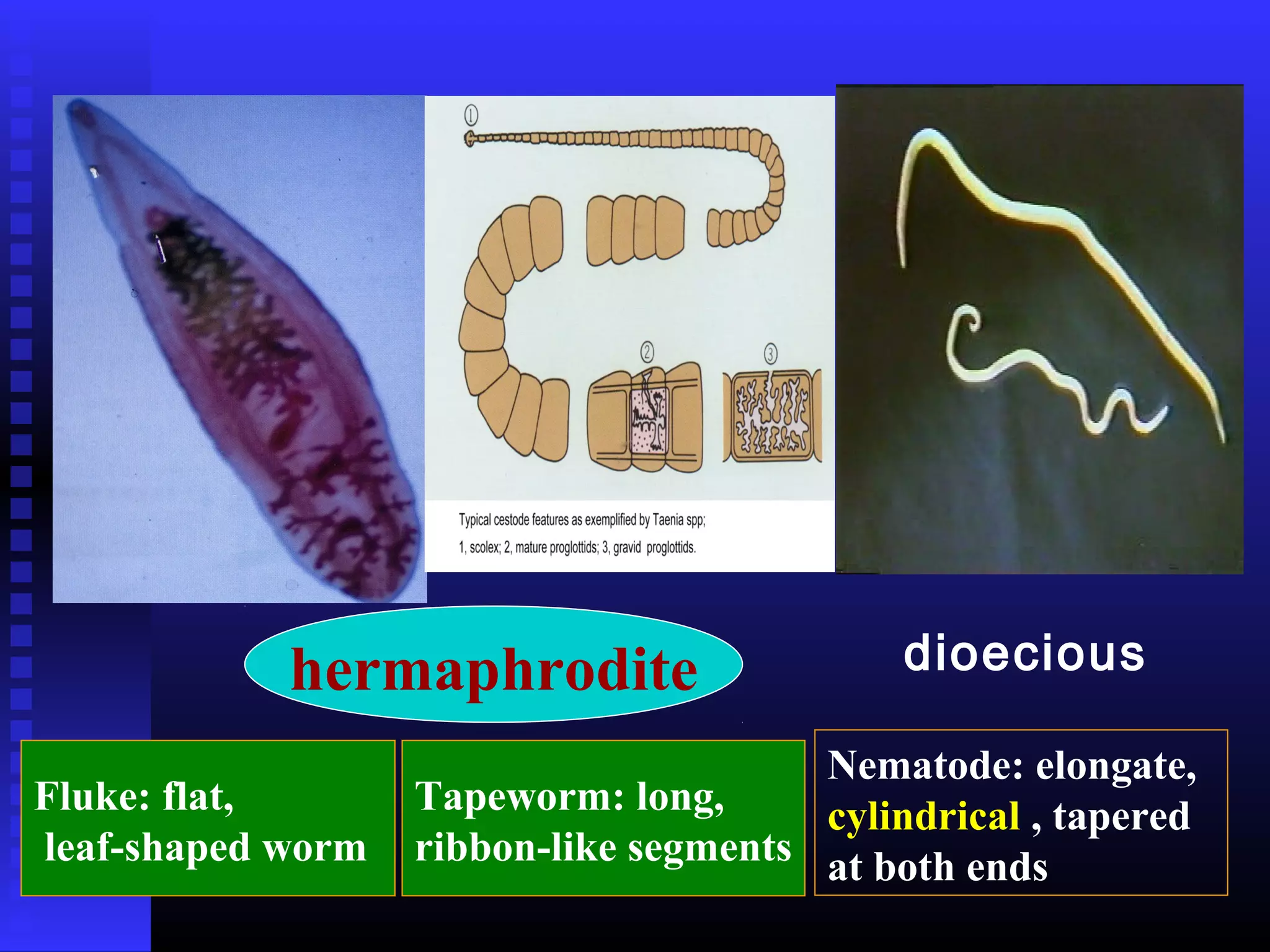 Nematode | PPT