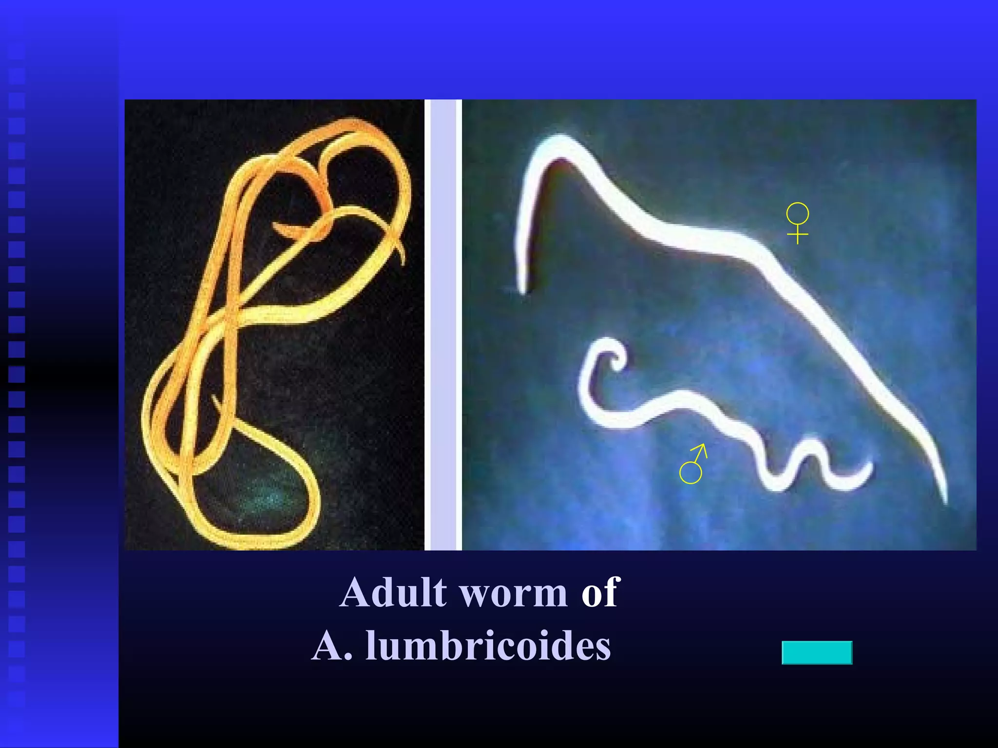 Nematode | PPT