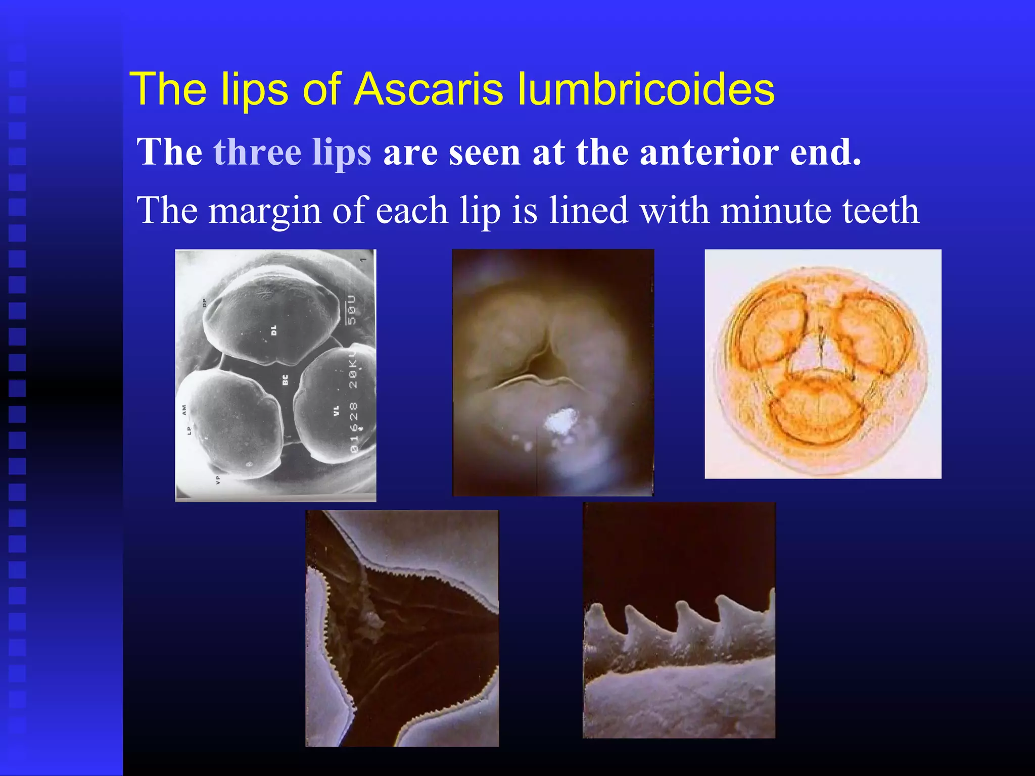 Nematode | PPT