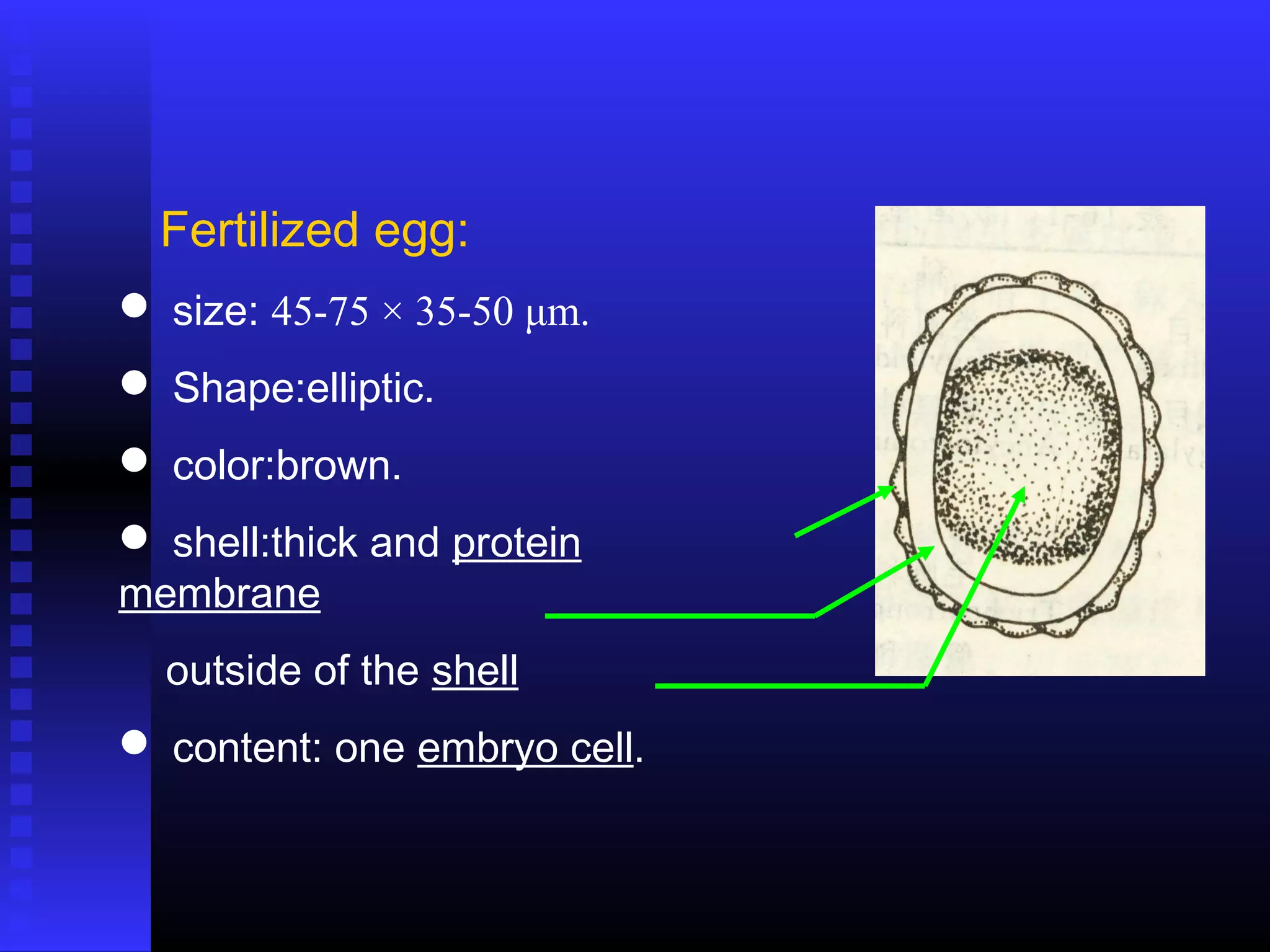 Nematode | PPT