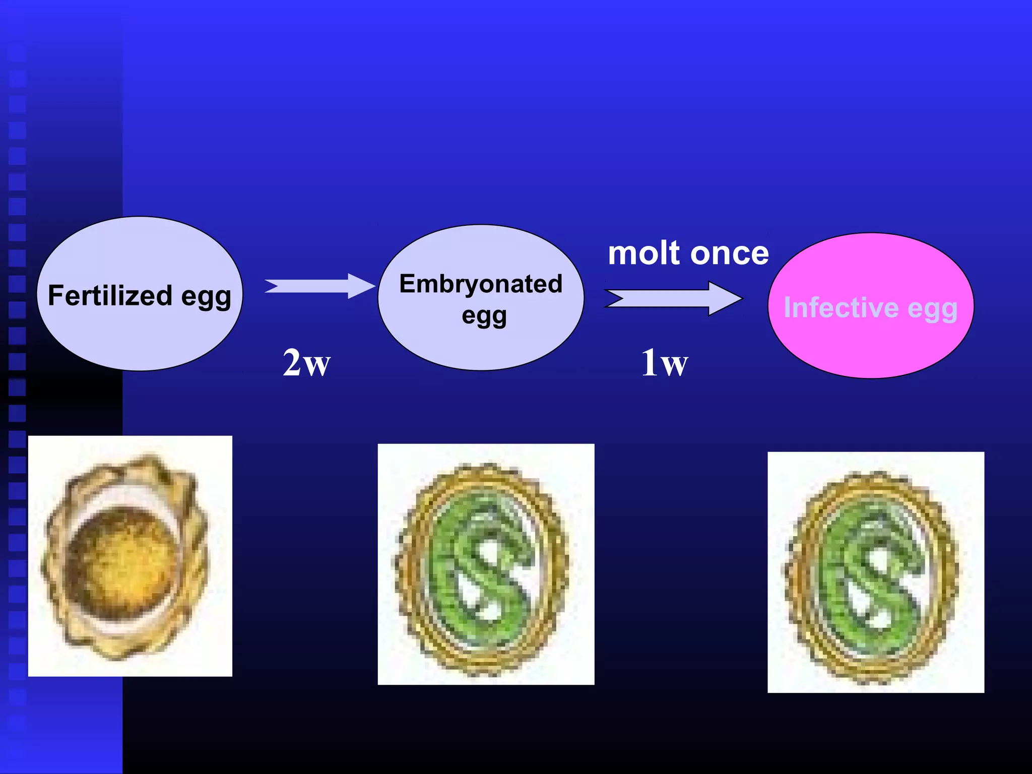 Nematode | PPT