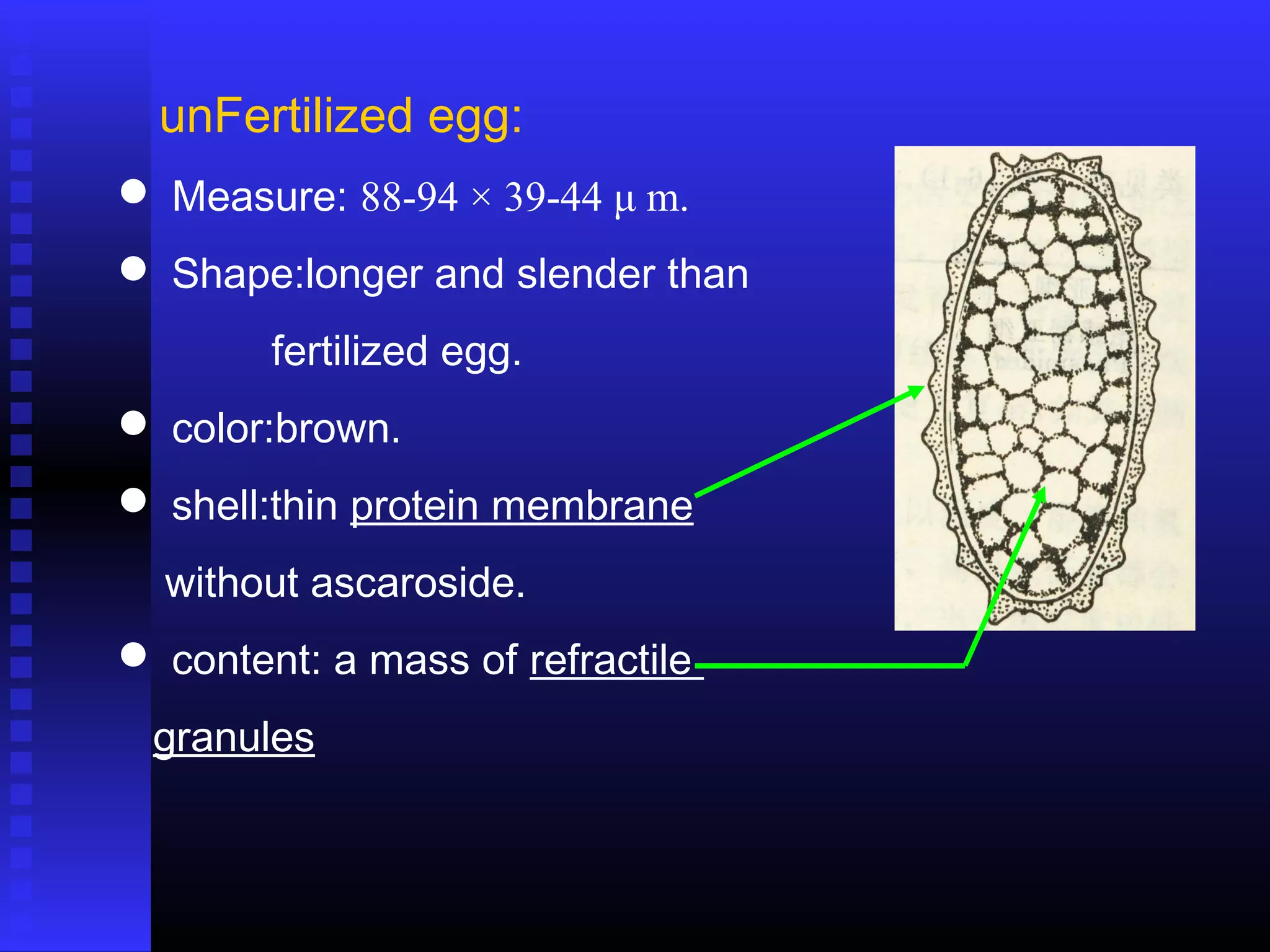 Nematode Ppt