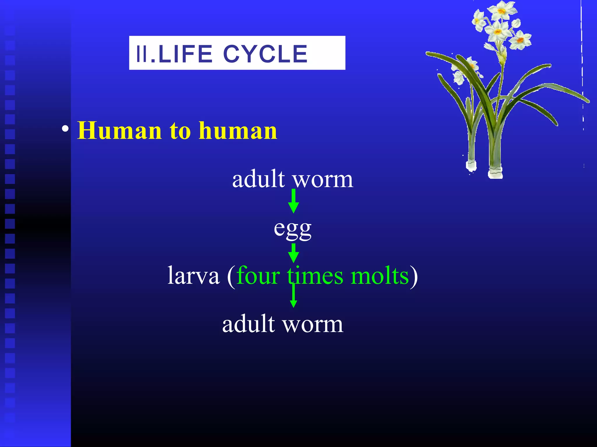 Nematode | PPT