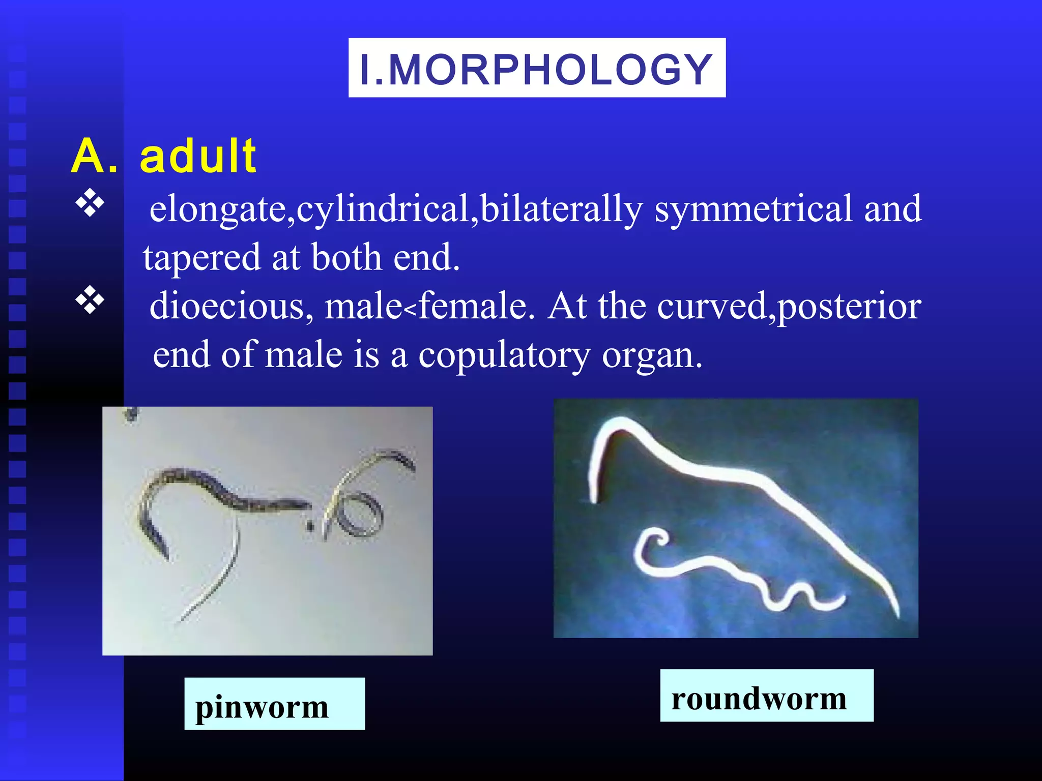Nematode | PPT